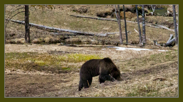 Yellowstone Up Close and Personal ~ 02 - 04 November 2012 Trip Report Page